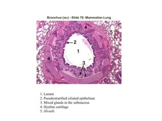 Bronchioles Histology
