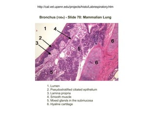 Trachea Histology Labeled Seromucous Glands