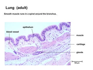 Tertiary Bronchi Histology