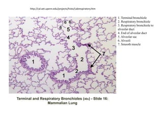 Bronchus Slide Labelled