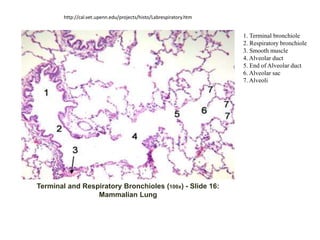 Conducting Bronchioles Histology