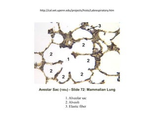 Alveoli Slide