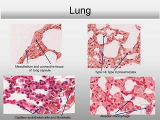 Respiratory System Connective Tissue