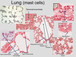 Terminal Bronchiole Histology