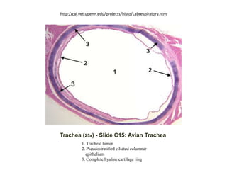 Trachea Slide Labeled Trachealis Muscle