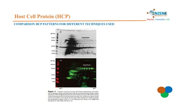 Host Cell Proteins | PPTX | Infectious Diseases | Diseases and Conditions