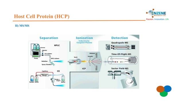Host Cell Proteins | PPTX | Infectious Diseases | Diseases and Conditions