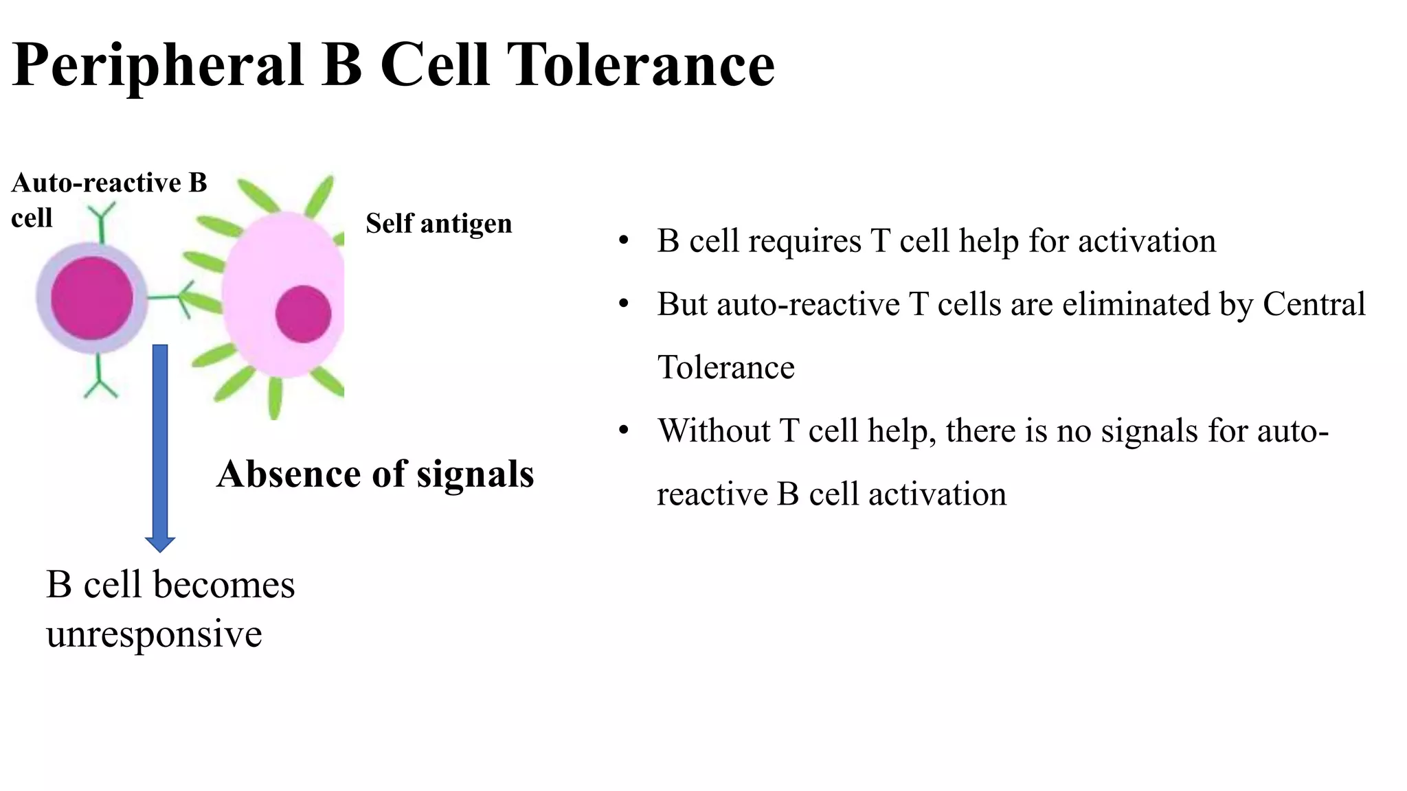 Immunological tolerance | PPTX