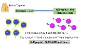 Immunological tolerance | PPTX | Endocrine and Metabolic Diseases ...