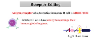 Immunological tolerance | PPTX | Endocrine and Metabolic Diseases ...