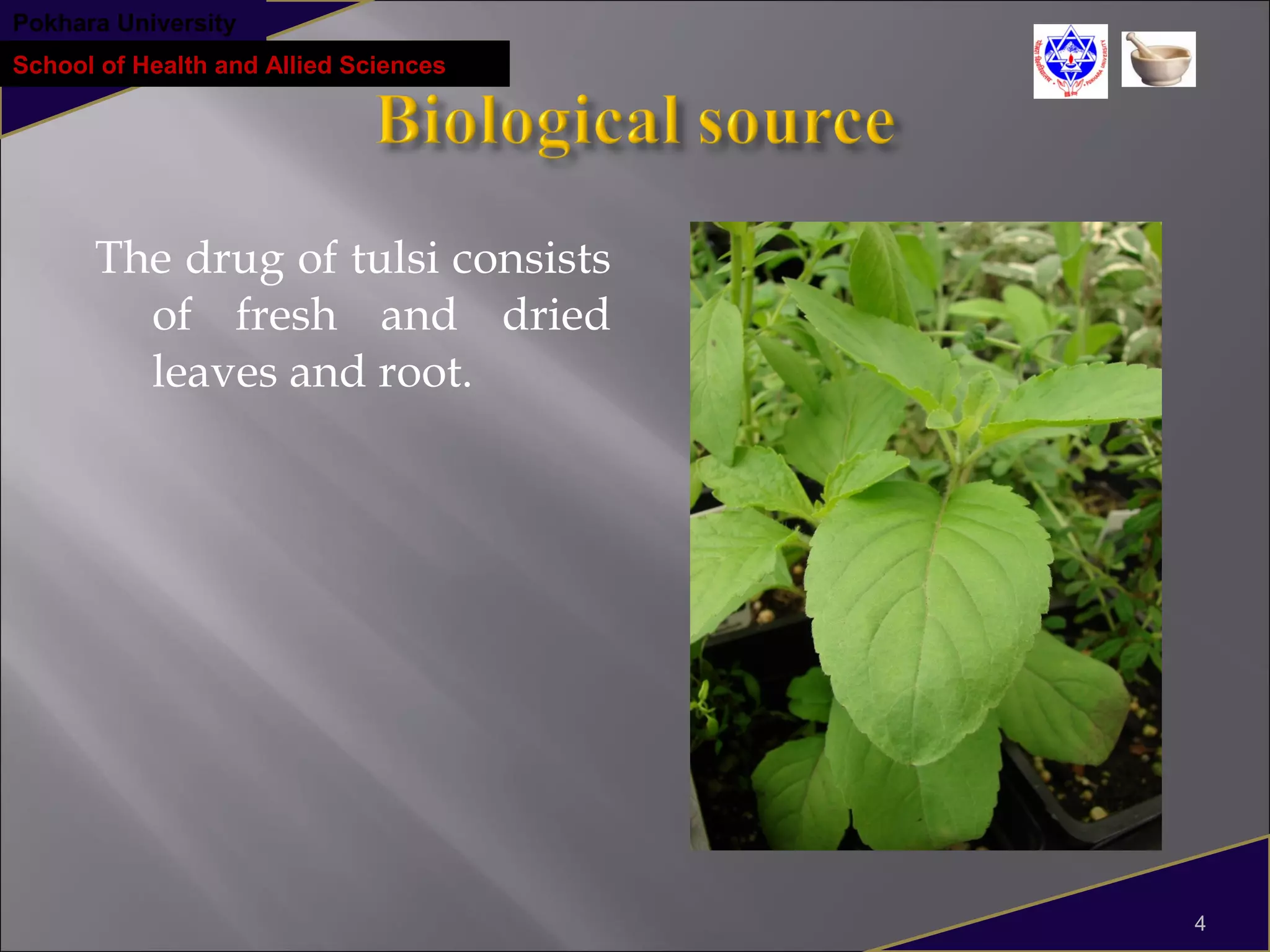 1.ocimum sanctum(tulsi) | PPT
