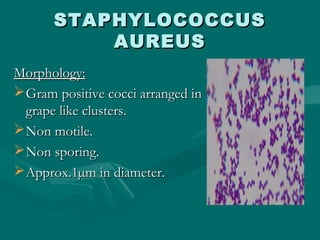 Staphylococcus aureus | PPT