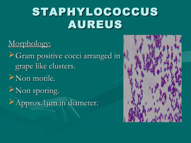 Staphylococcus aureus | PPT