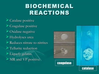 Staphylococcus aureus | PPT