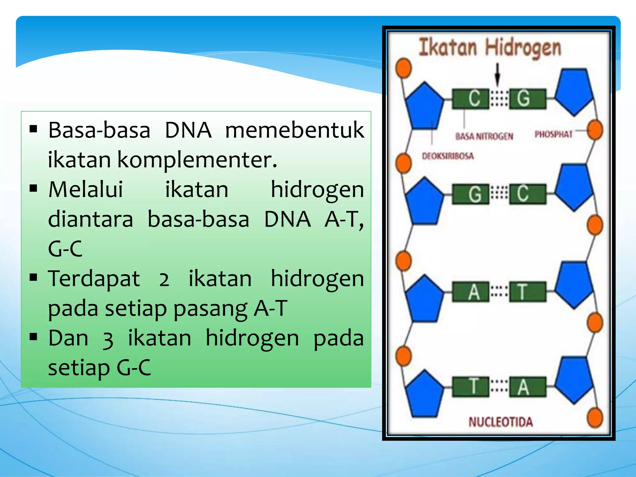 DNA dan RNA sintesis protein | PPTX