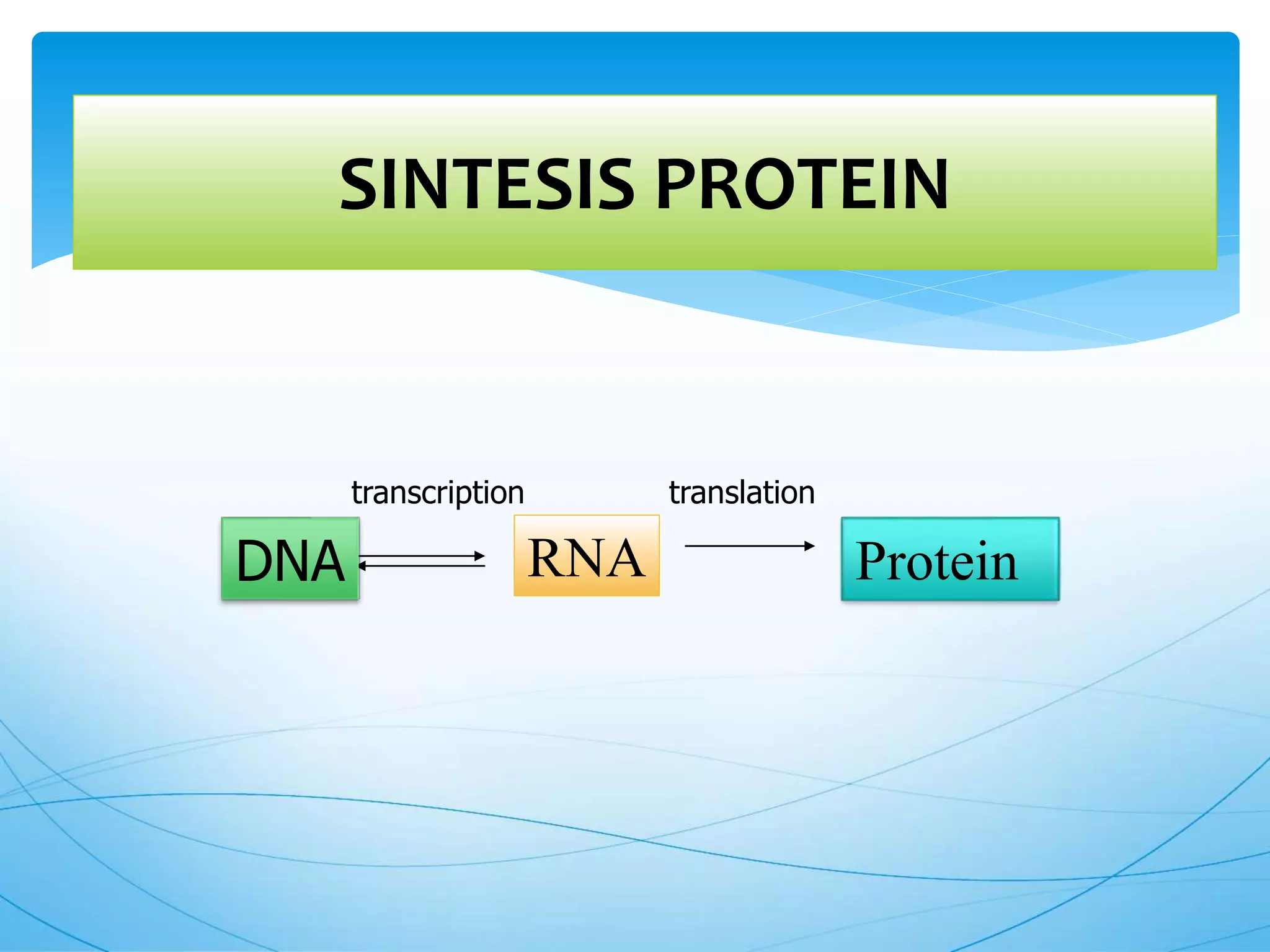 DNA dan RNA sintesis protein | PPTX