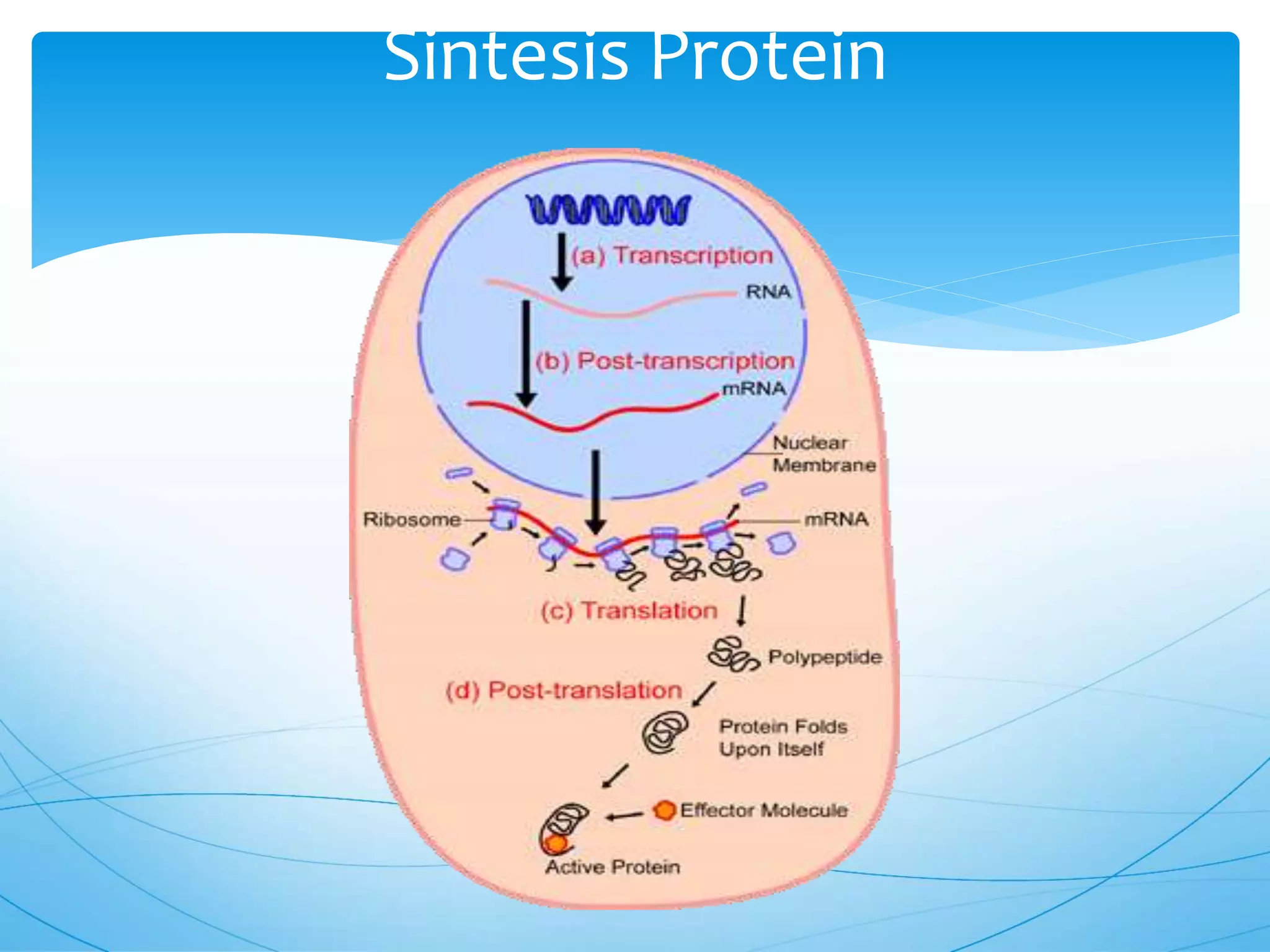 DNA dan RNA sintesis protein | PPTX