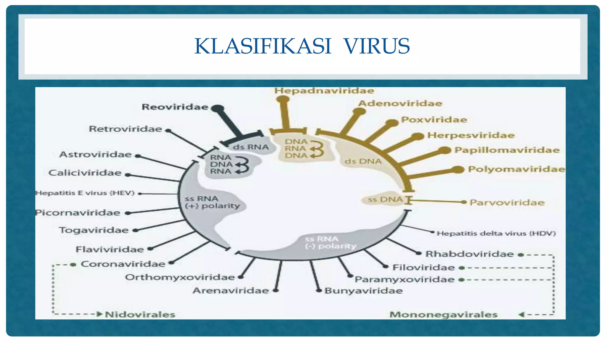 Morfologi virus | PPTX