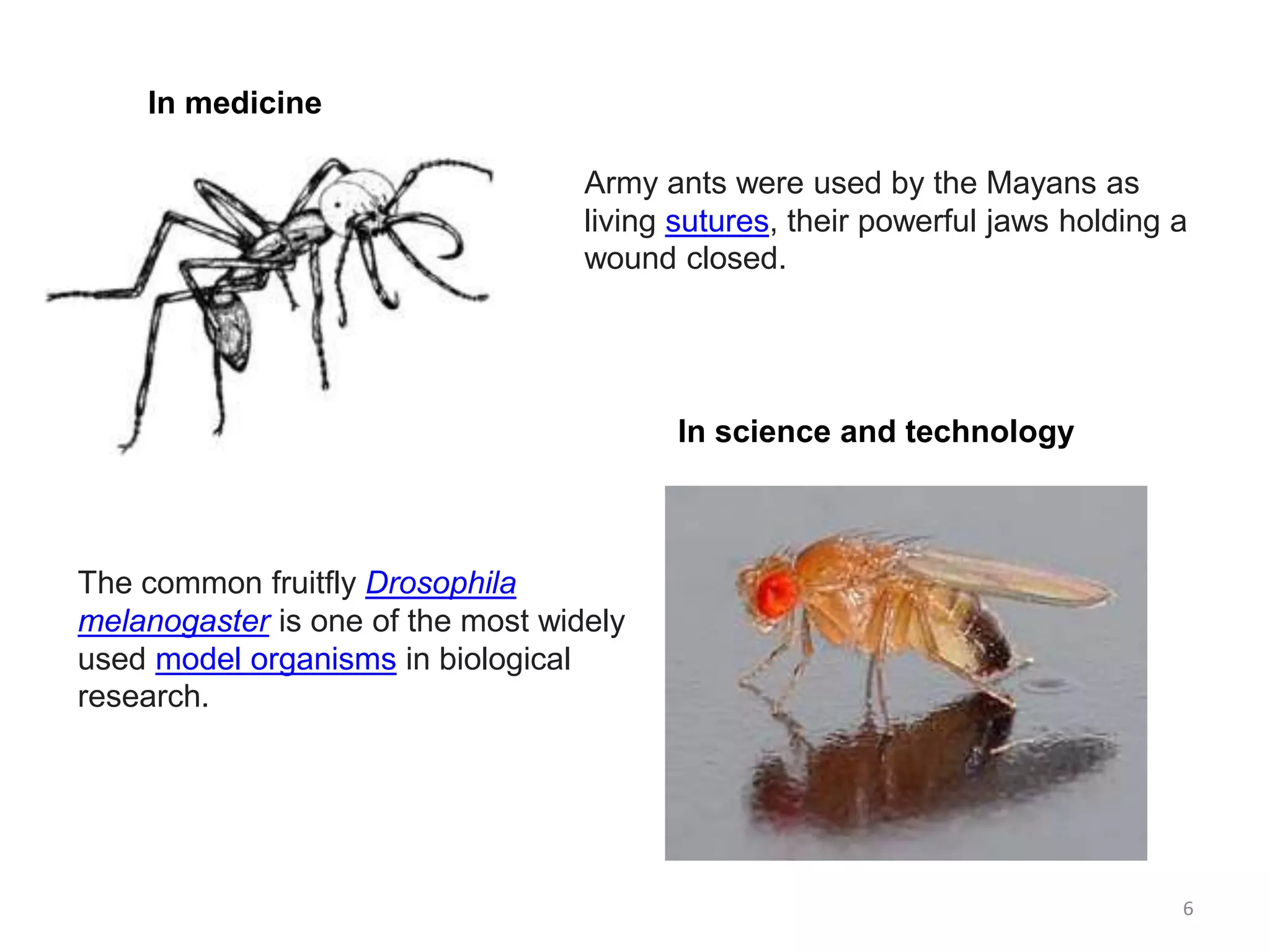 History of entomology in India by Dr. T. Krishna Chaitanya | PPTX