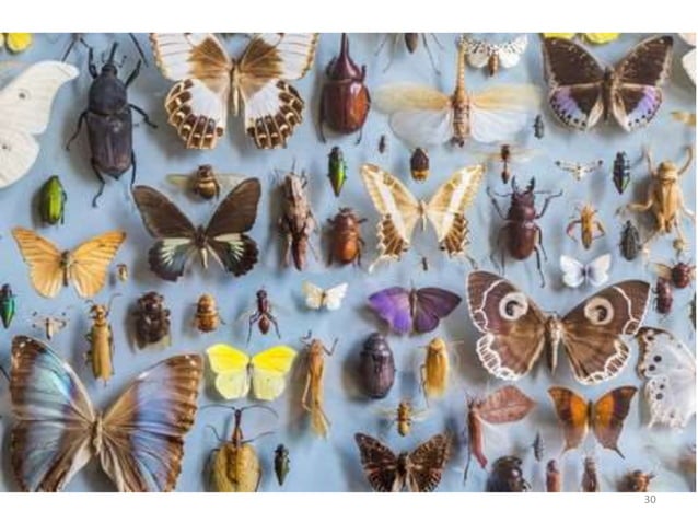 History of entomology in India by Dr. T. Krishna Chaitanya | PPTX