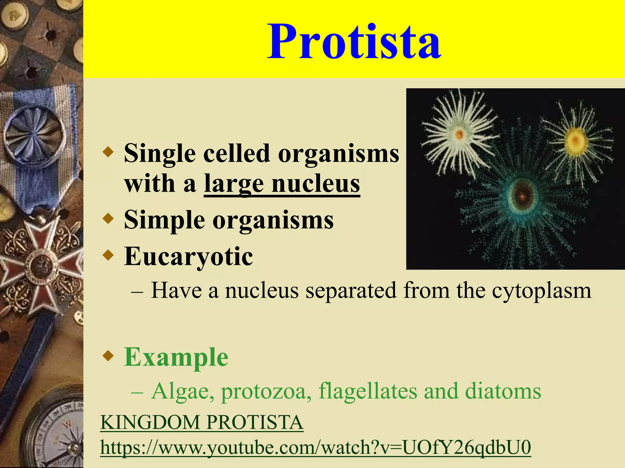 Classification of organisms | PPT