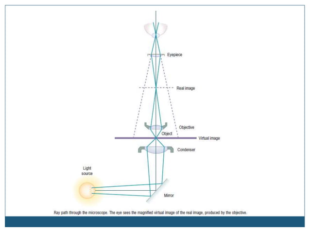Basics Of Microscope Part 1 Pptx