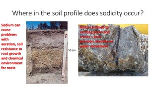 2019-09-19 - Brian Murphy - Understanding sodic soils: the difference ...