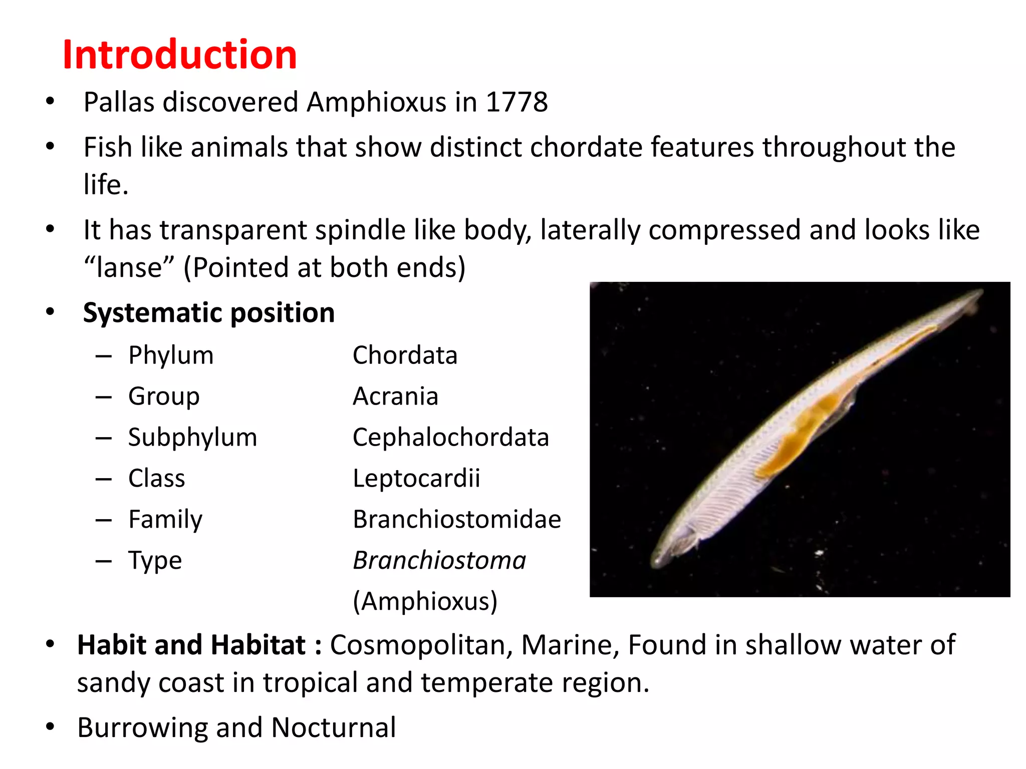 Amphioxus (Branchiostoma) | PPTX