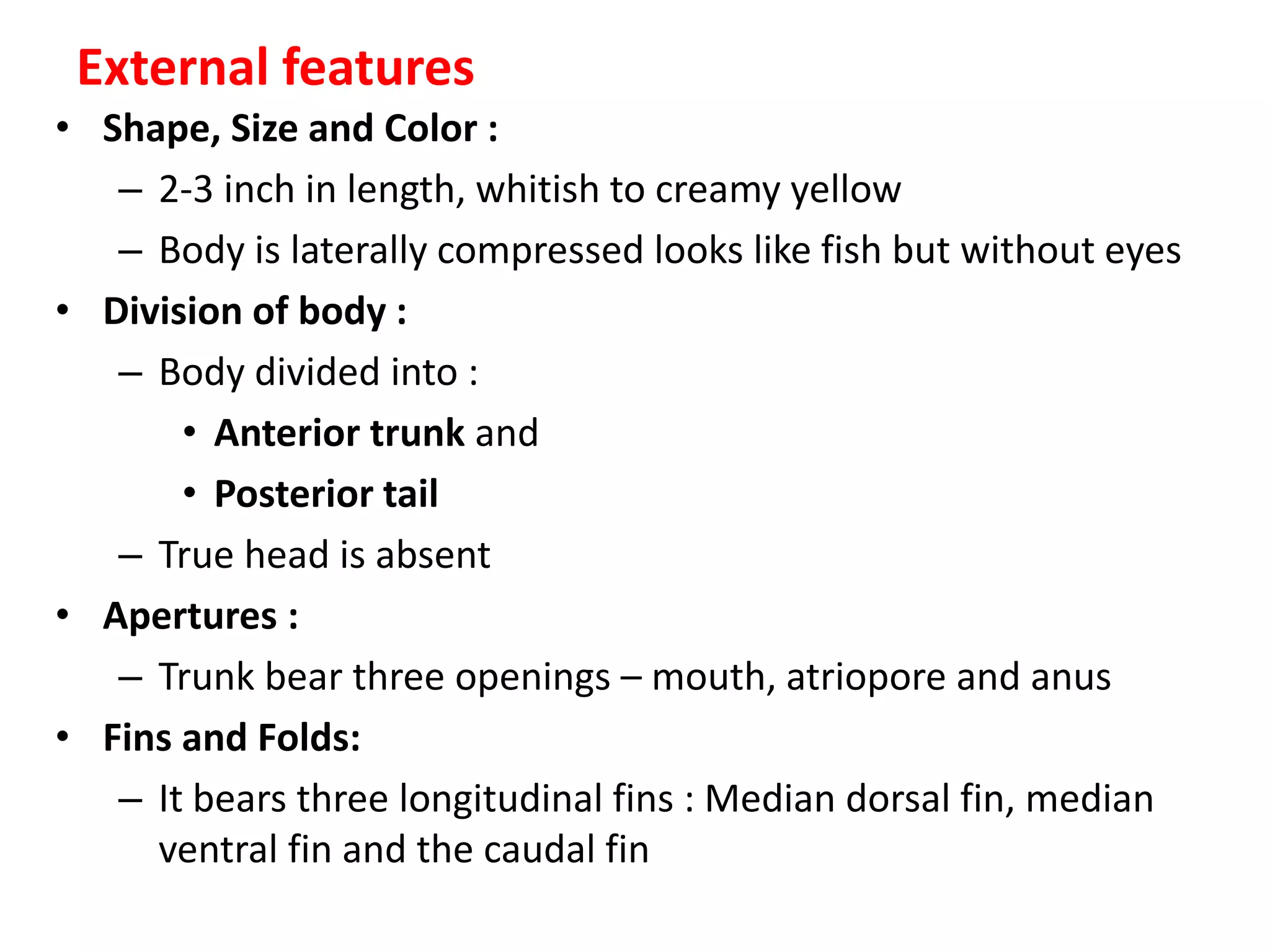 Amphioxus (Branchiostoma) | PPTX