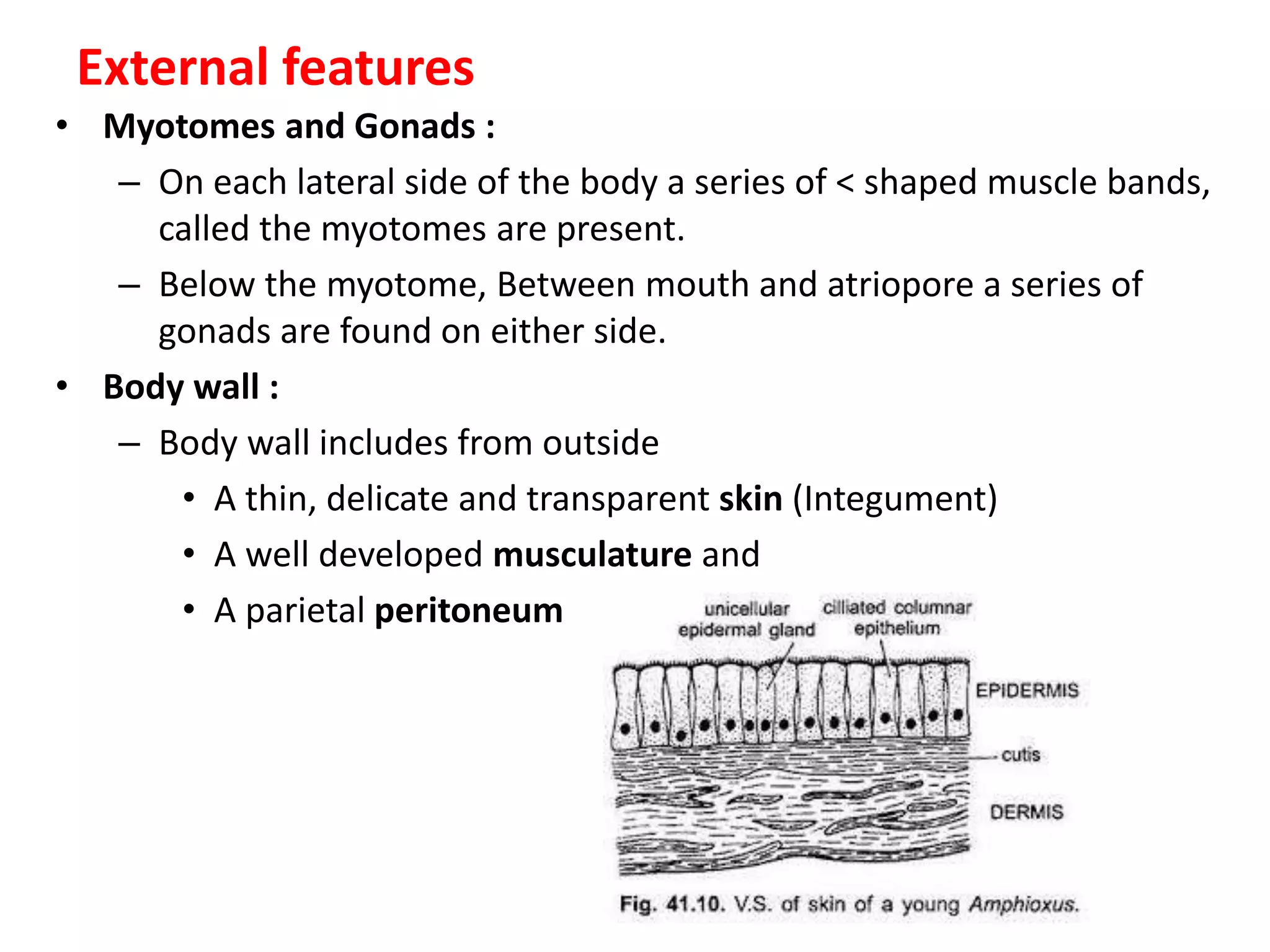 Amphioxus (Branchiostoma) | PPTX