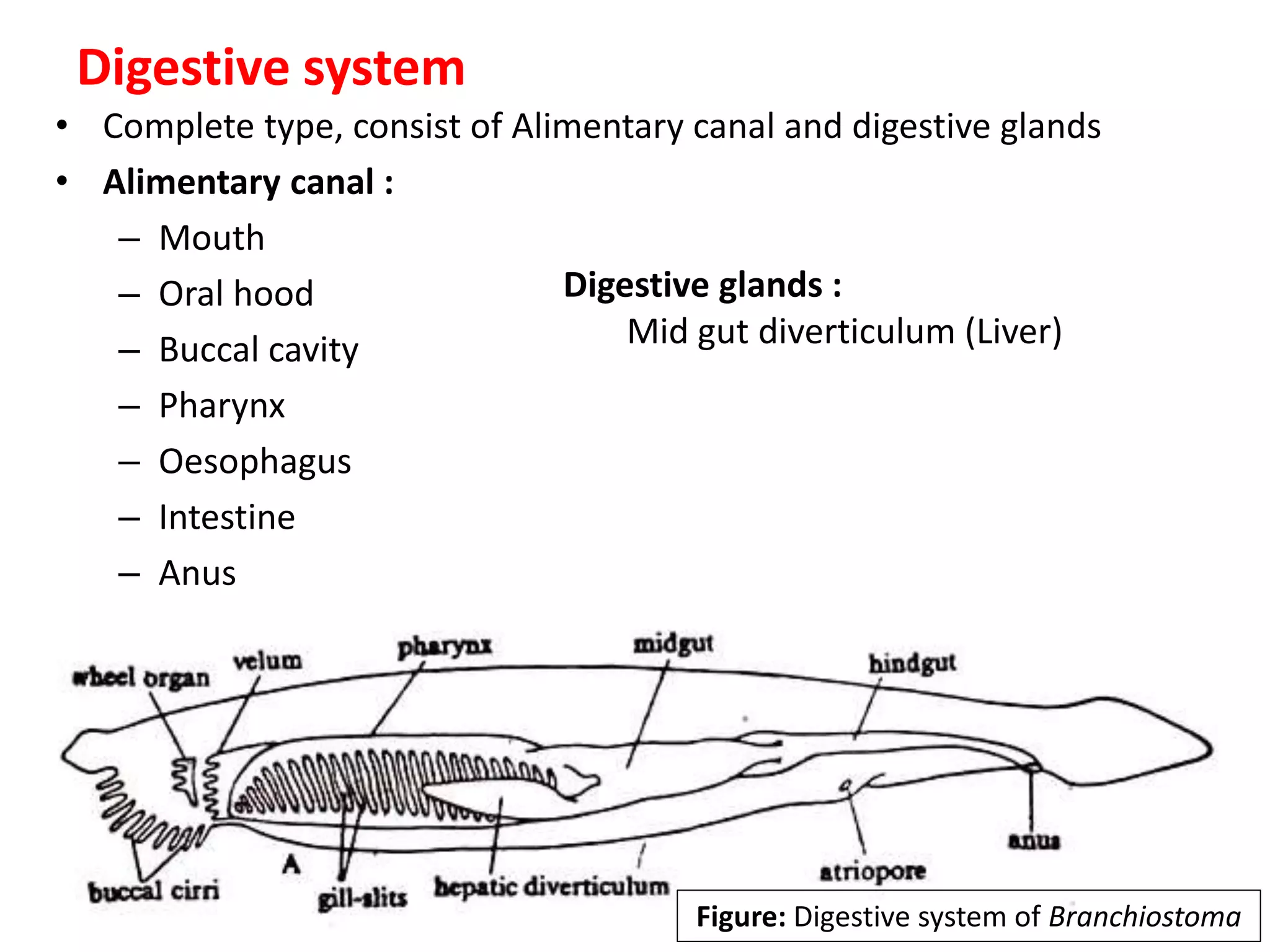 Amphioxus (Branchiostoma) | PPTX