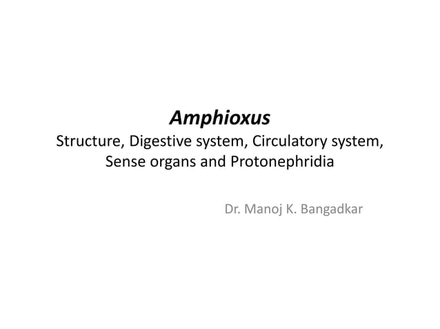 Amphioxus (Branchiostoma) | PPTX