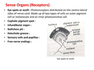 Amphioxus (Branchiostoma) | PPTX