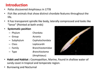 Amphioxus (Branchiostoma) | PPTX