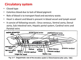 Amphioxus (Branchiostoma) | PPTX