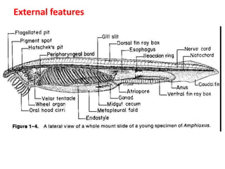 Branchiostoma Diagram