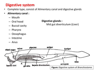 Amphioxus Atrium
