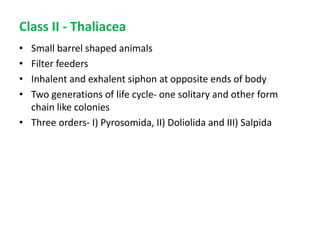 Outline of classification of protochordates | PPTX