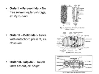 Outline of classification of protochordates | PPTX