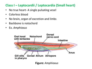 Outline of classification of protochordates | PPTX