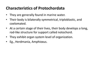 Outline of classification of protochordates | PPTX
