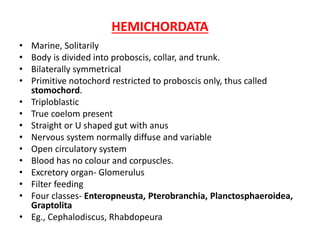 Outline of classification of protochordates | PPTX