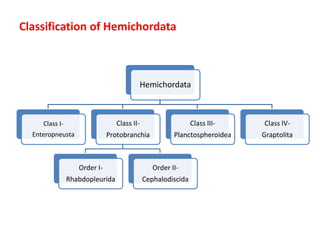 Outline of classification of protochordates | PPTX