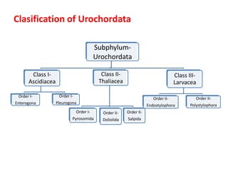 Subphylum Urochordata Classification