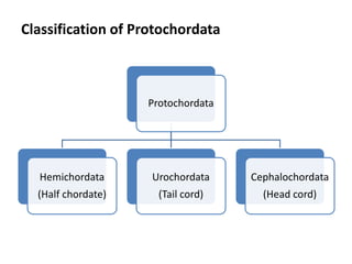 Protochordate Examples