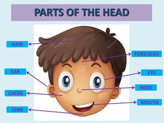 Body and joints | PPTX