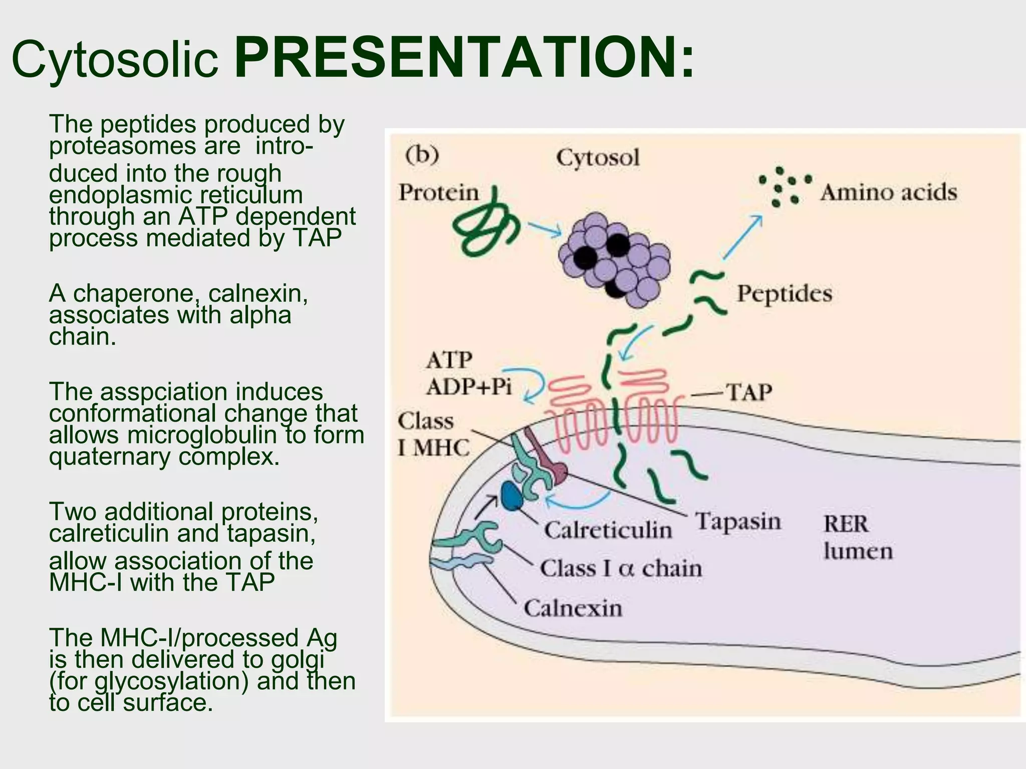 Antigens processing and presentation MID | PPT