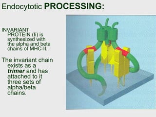 Antigens processing and presentation MID | PPT