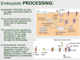 Antigens processing and presentation MID | PPT