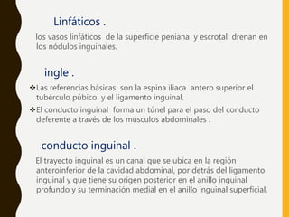 genitales masculinos y hernias | PPTX